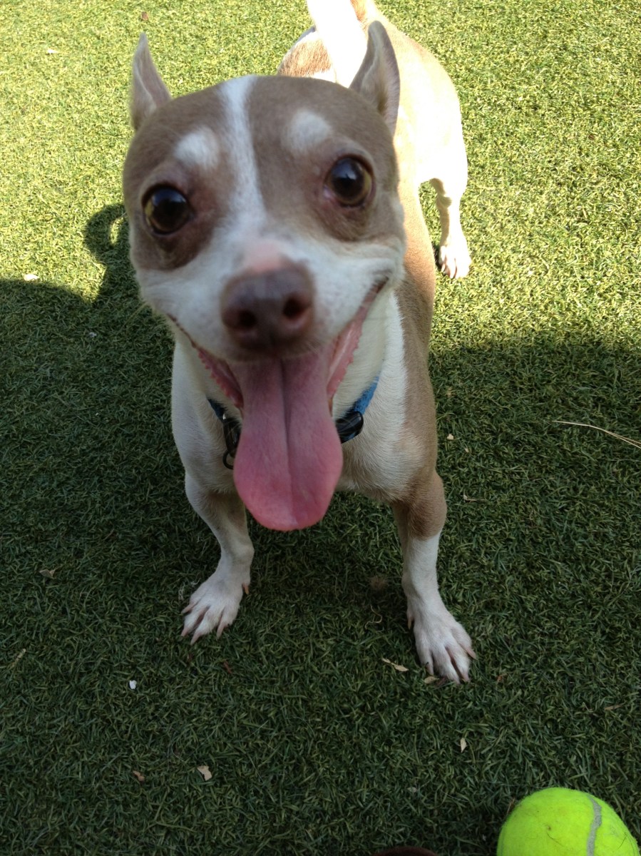 Please enjoy these pictures of our dog – Chicks on the Case