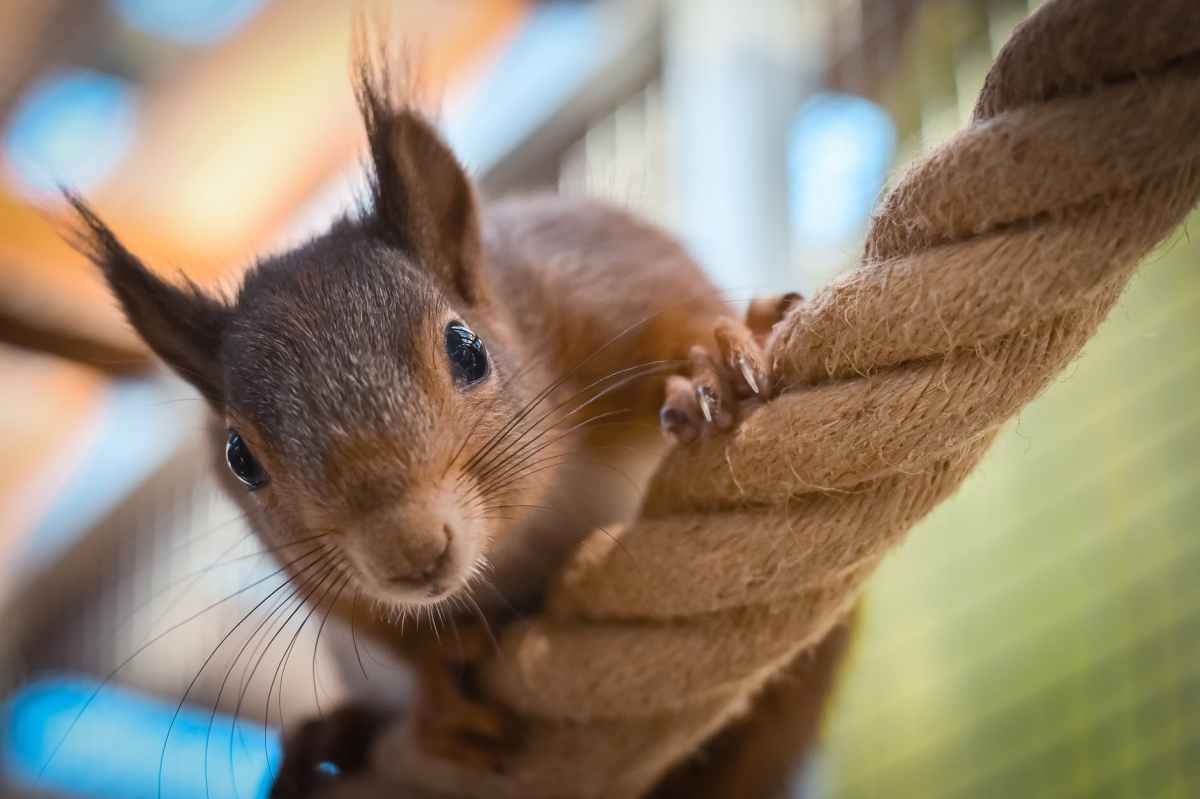 Hey, Look–Squirrel! – Chicks on the Case